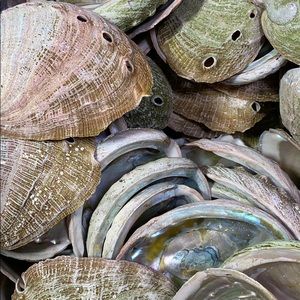 seashells | Other | Oyster Seafood Seashells 4 Lbs | Poshmark